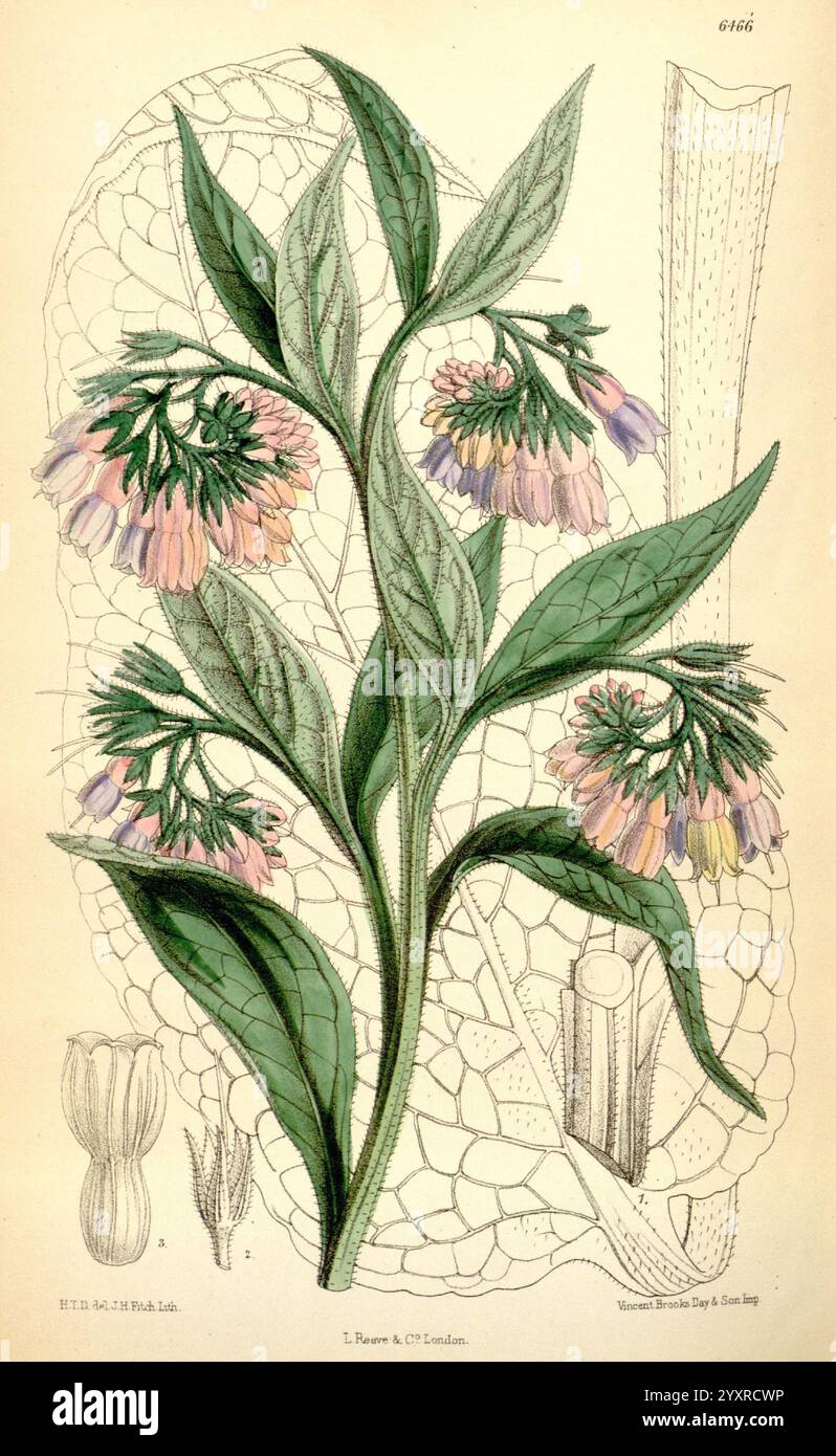 Curtis's botanical magazine London New York botanical illustration ...