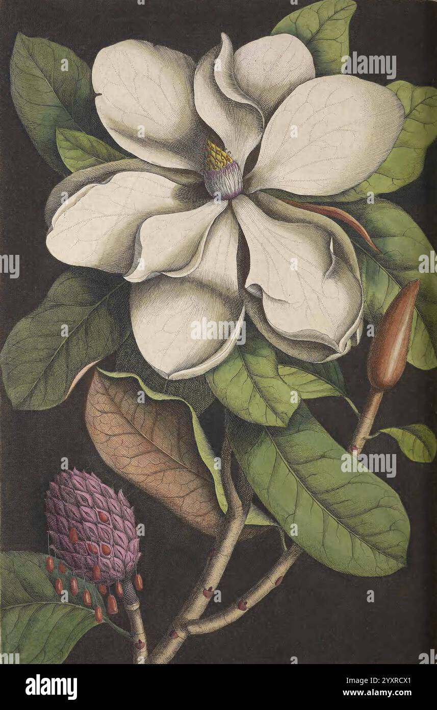 Magnolia blossom emerges prominently hi-res stock photography and ...