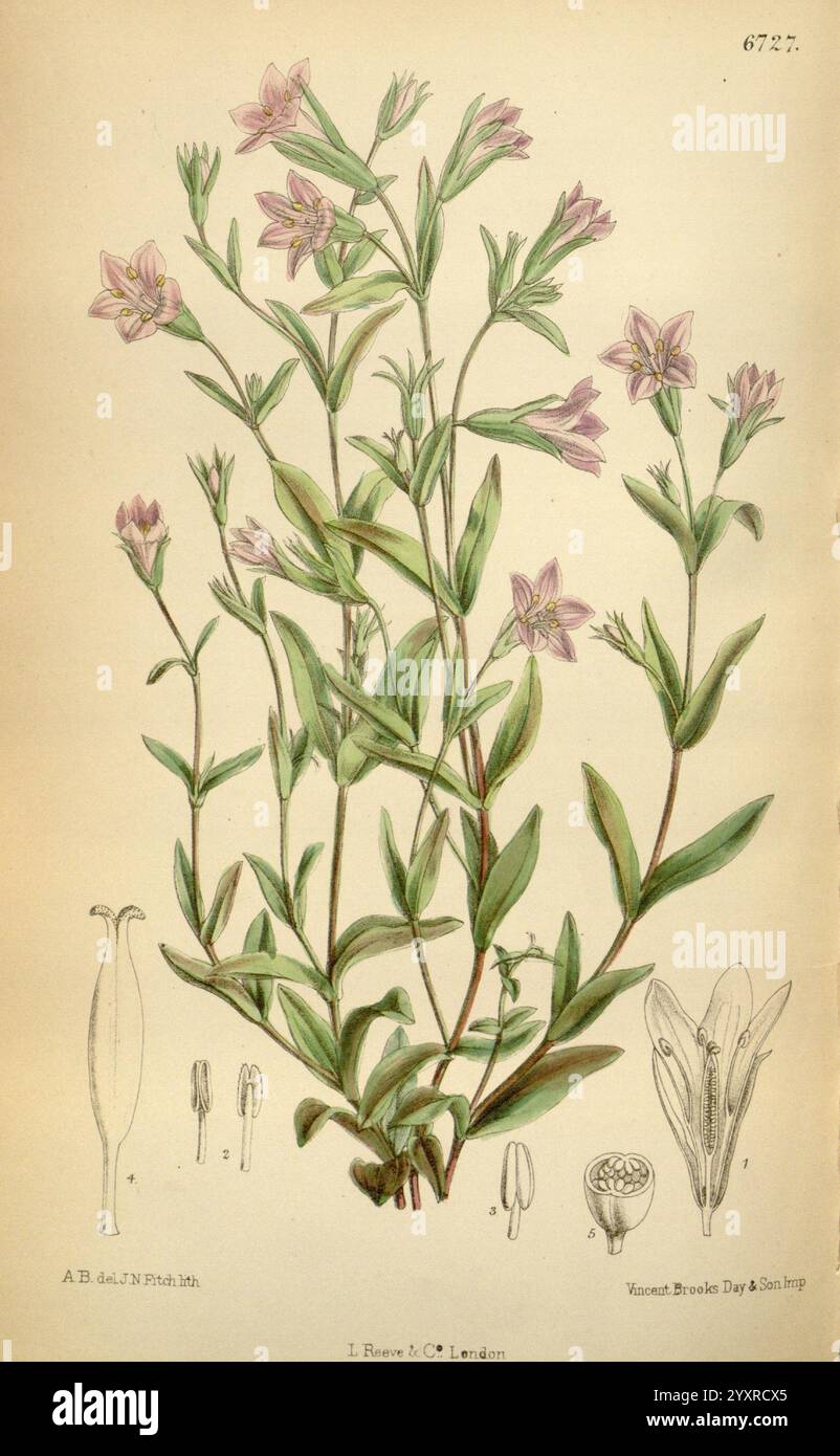 Curtis's Botanical Magazine London New York Botanical Illustration ...