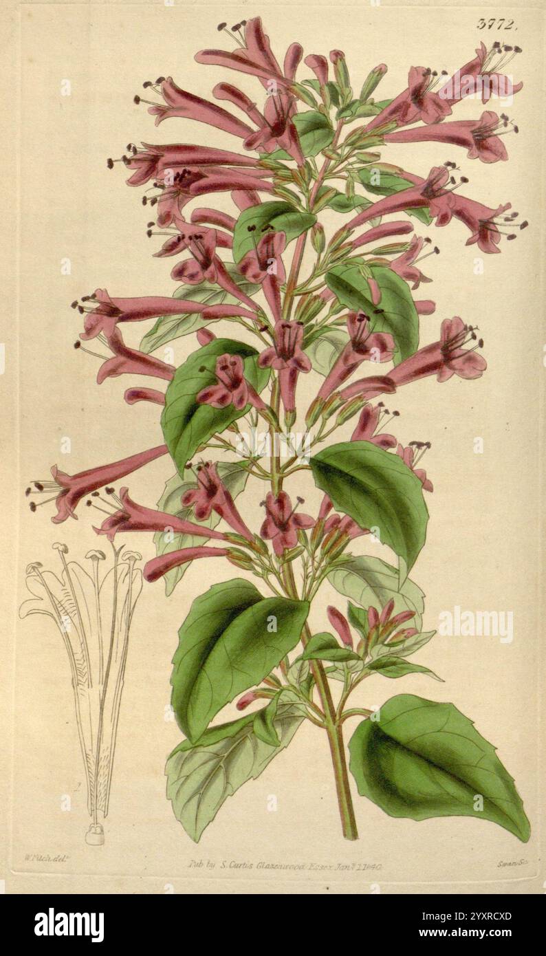 Curtis's Botanical Magazine, London, New York, Botany, Periodicals ...