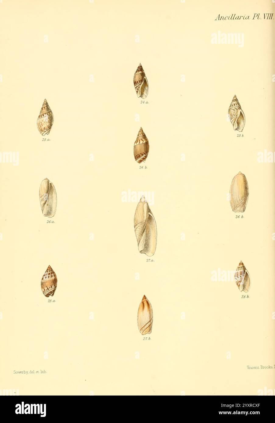 Individual shells design hi-res stock photography and images - Alamy