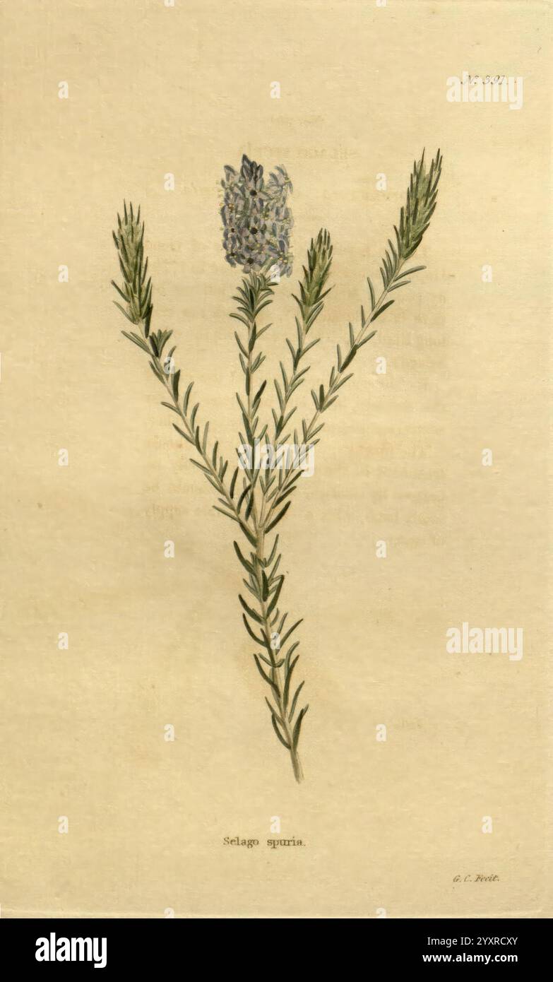 Borage aquatica hi-res stock photography and images - Alamy