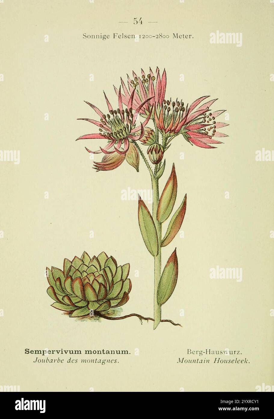 Alpen-Flora, Heidelberg, C. Winter,1906, Alps, Mountain Plants ...