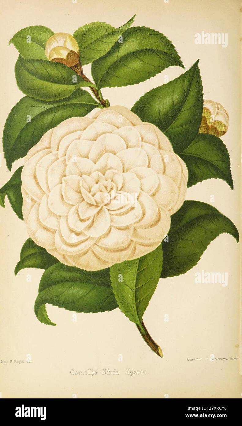 Botanical specimen reveals hi-res stock photography and images - Alamy