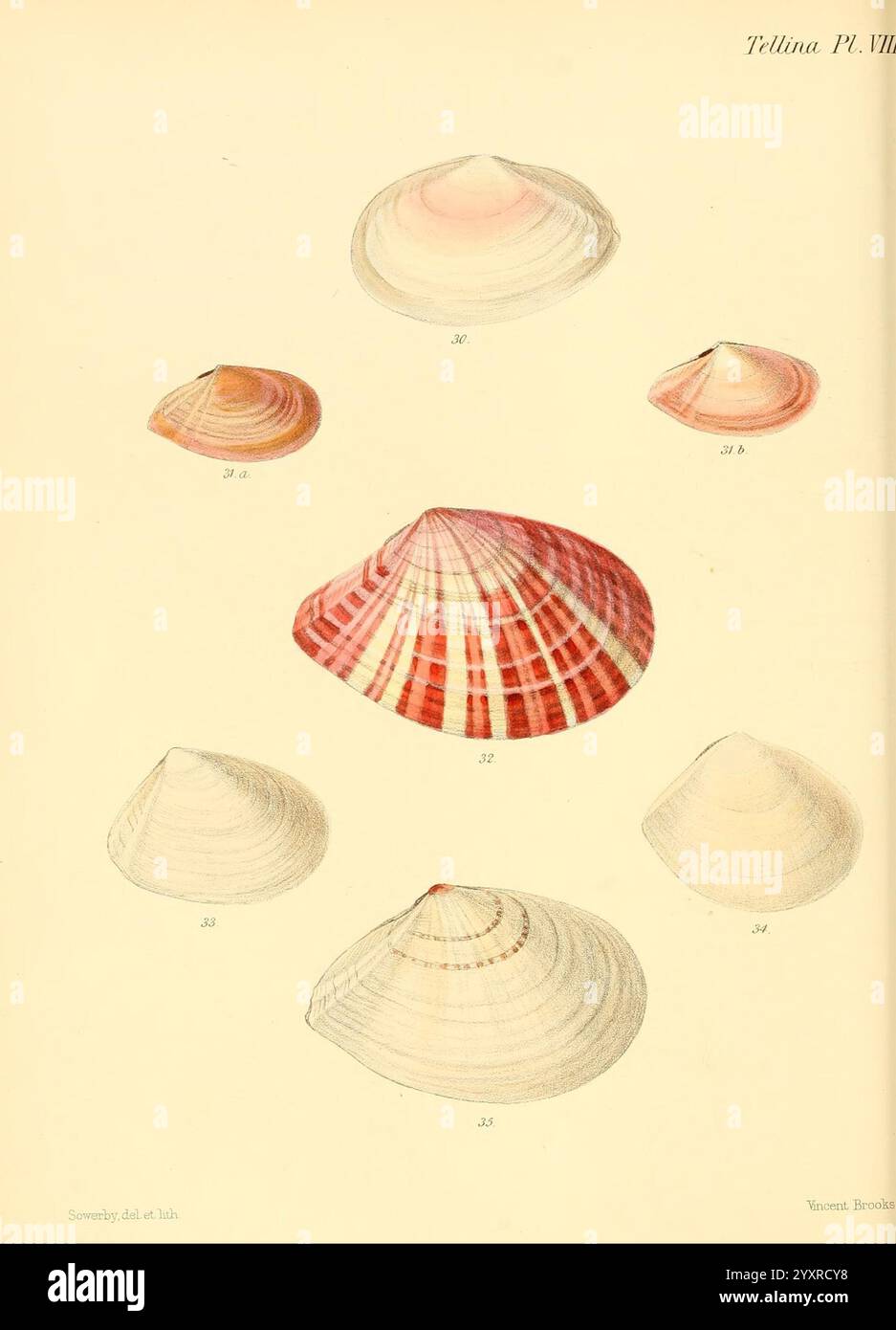 Conchologia iconica, Illustrations of the shells of molluscous animals ...
