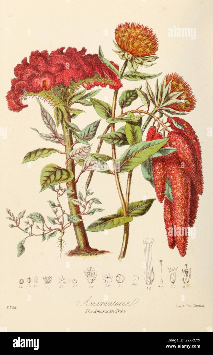 Illustrations of the Natural Orders of Plants with Groups and ...