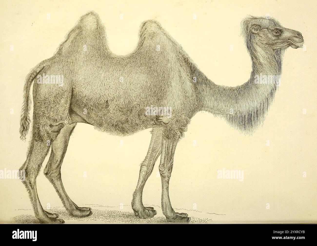 The wonders of the animal kingdom, London, T. Kelly, 1830, animal ...