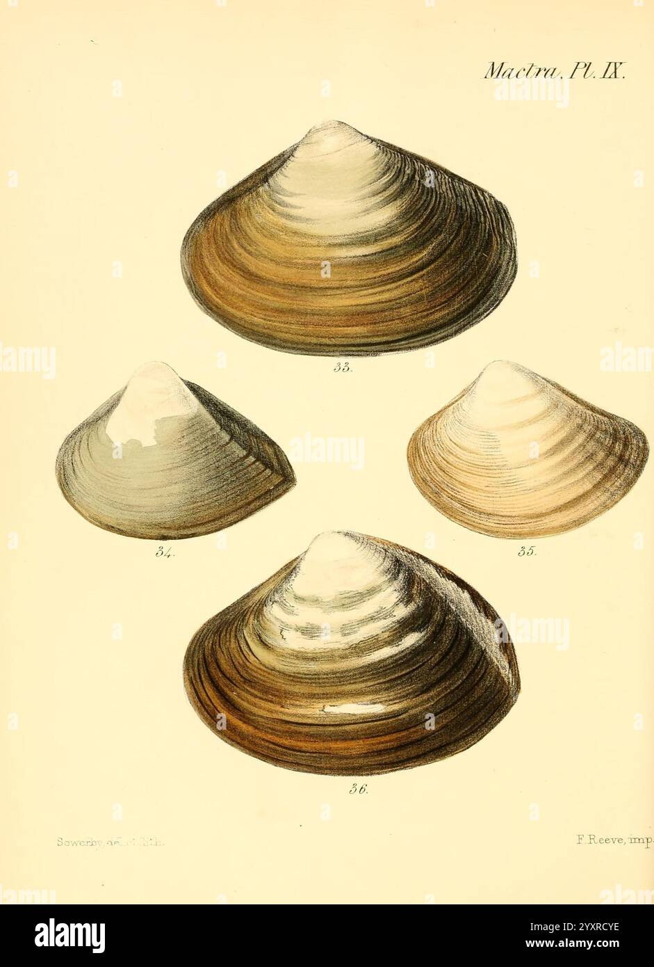 Conchologia iconica, or Illustrations of the shells of molluscous ...