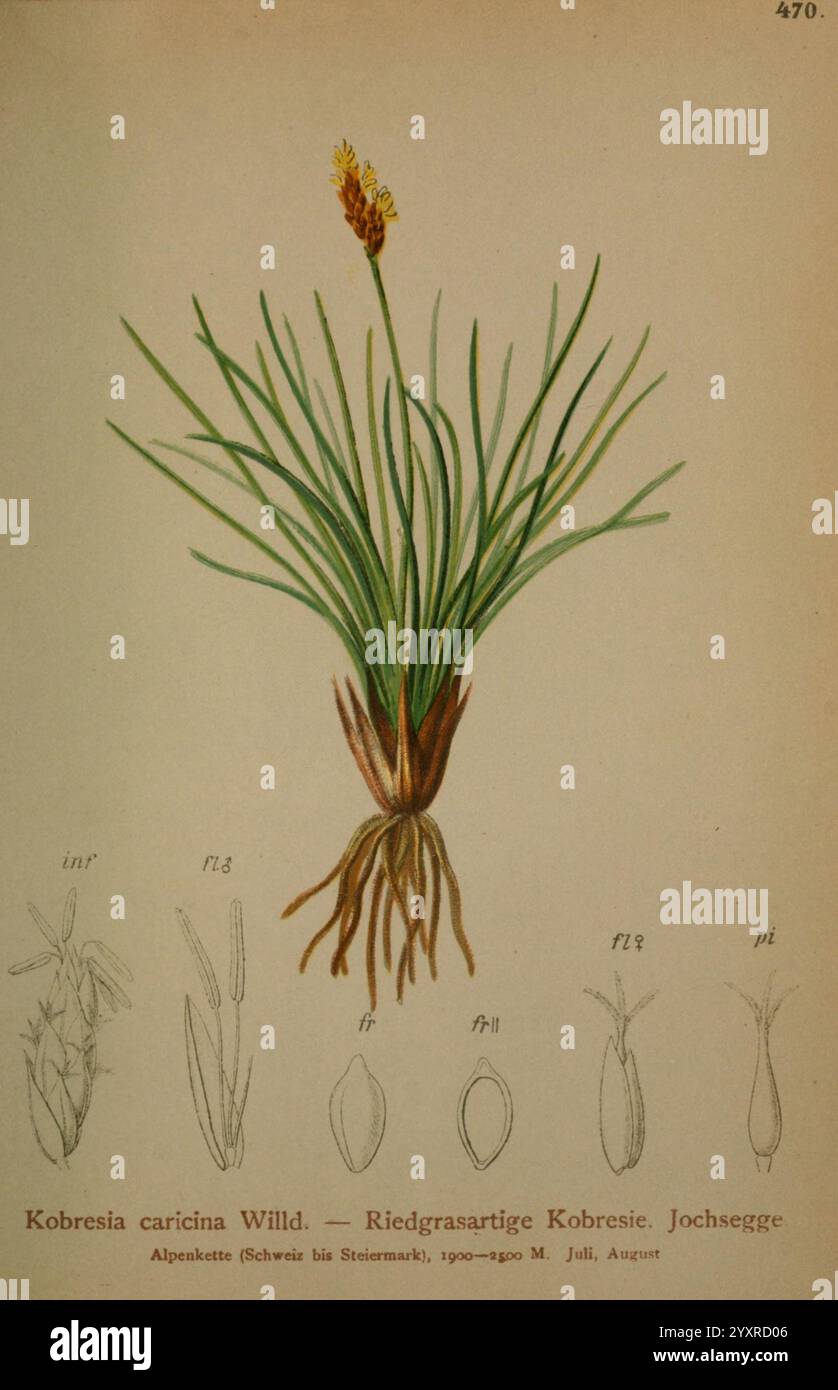 Atlas der Alpenflora, Wien, Alpenvereins, 1882, alps, atlases, mountain ...