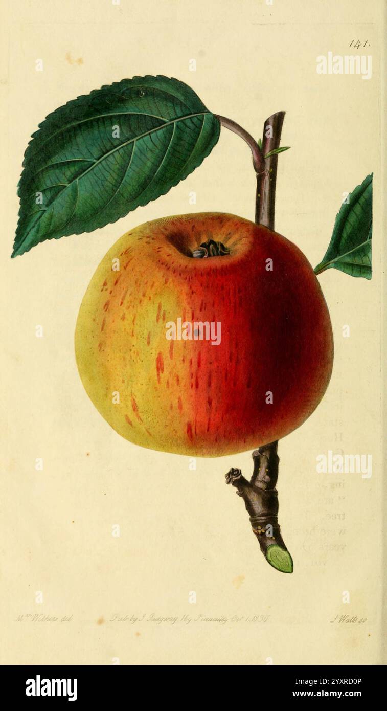 The Pomological magazine London J. Ridgway Great Britain periodicals ...