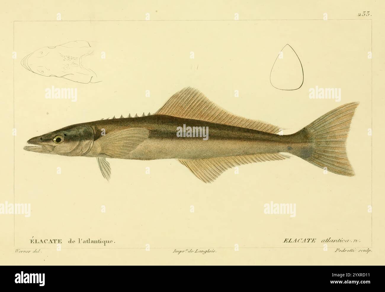 Prominent dorsal fin runs hi-res stock photography and images - Alamy