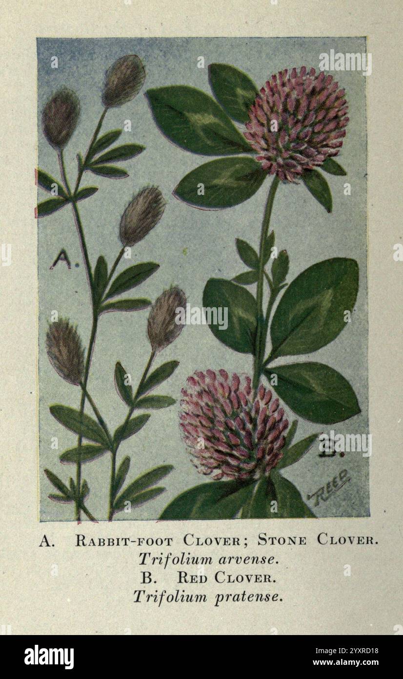 Wild flowers east of the Rockies, New York,1910, United States ...