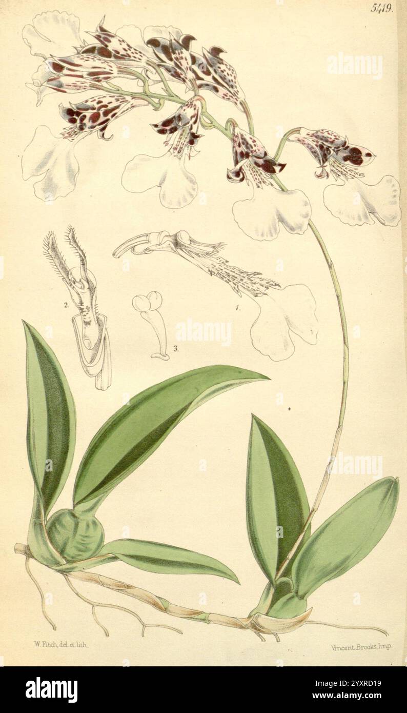 Orchids elongated stem hi-res stock photography and images - Alamy