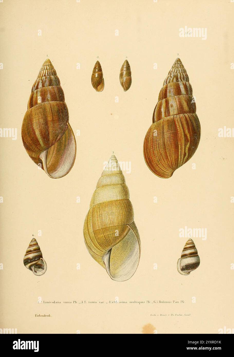 Novitates Conchologicae Cassel T. Fischer 1854-79 Mollusks Pictorial ...