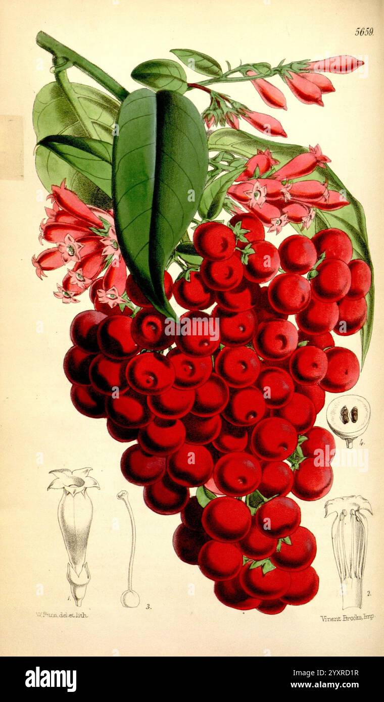 Additional small botanical drawings showcase hi-res stock photography ...