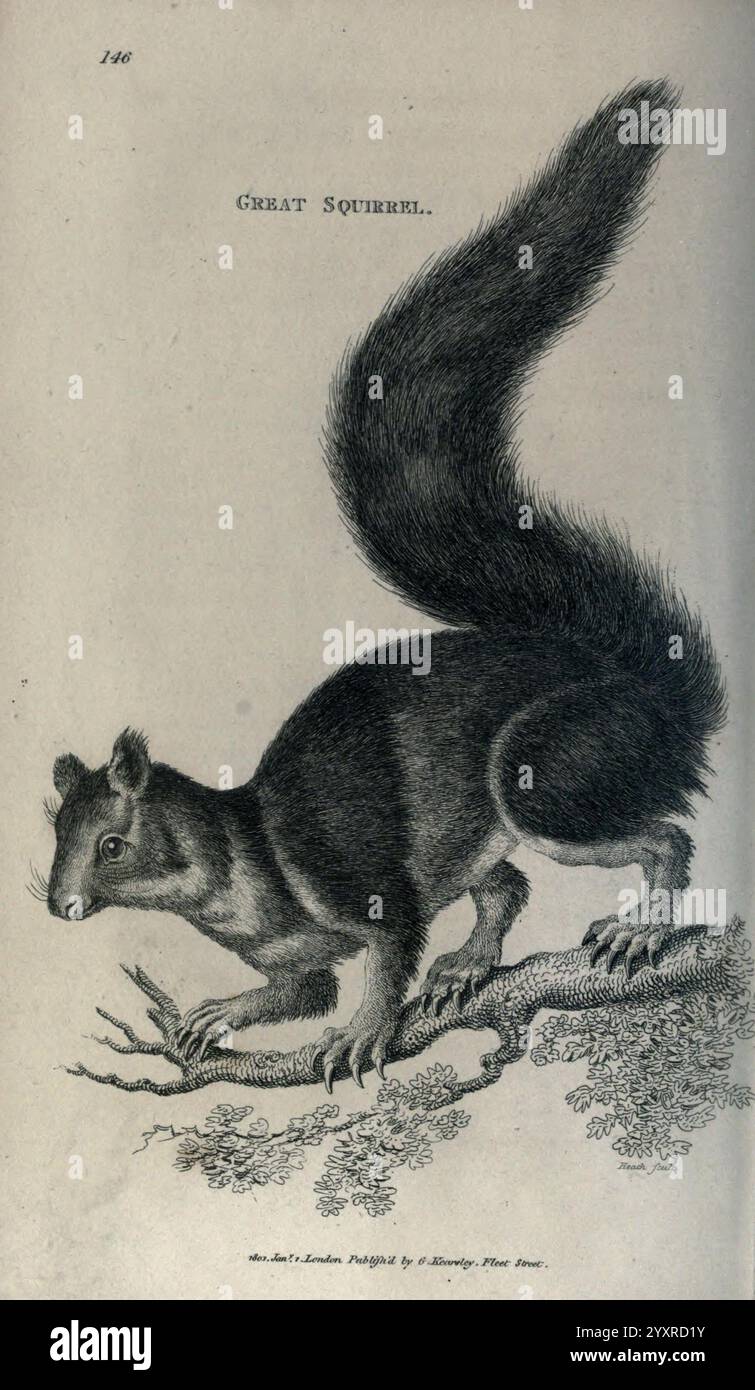 Prominent bushy tail hi-res stock photography and images - Alamy