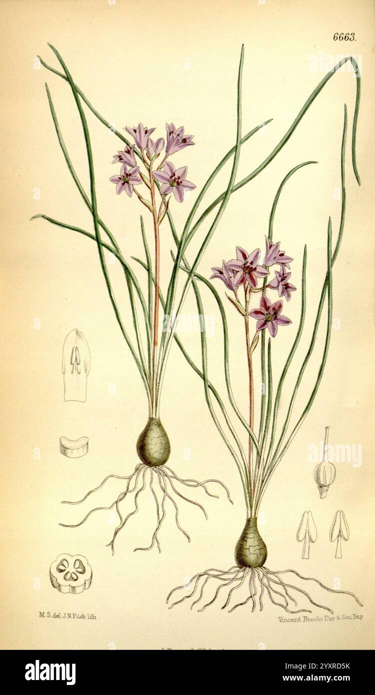 Curtis's botanical magazine London, New York botanical illustration ...