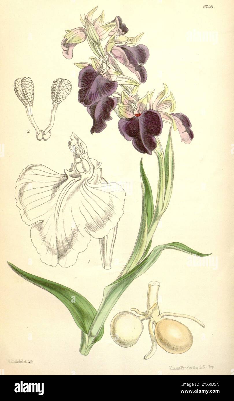 Curtis's Botanical Magazine, London, New York, Botanical Illustration ...