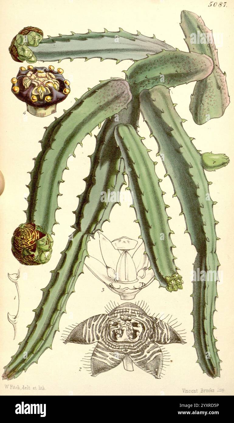 Curtis's Botanical Magazine London New York Botanical Illustration ...