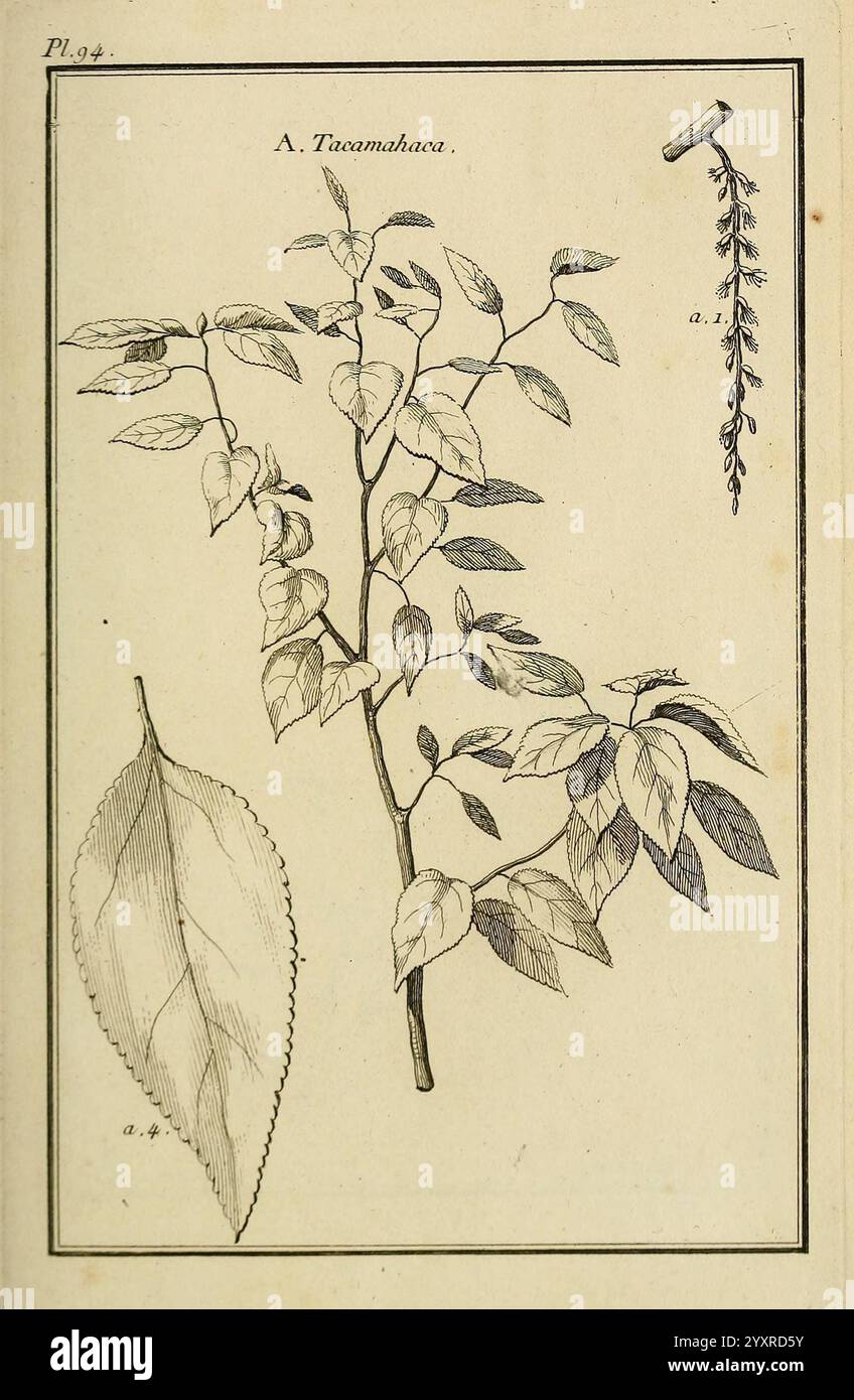 Multiple leaves showcasing hi-res stock photography and images - Alamy