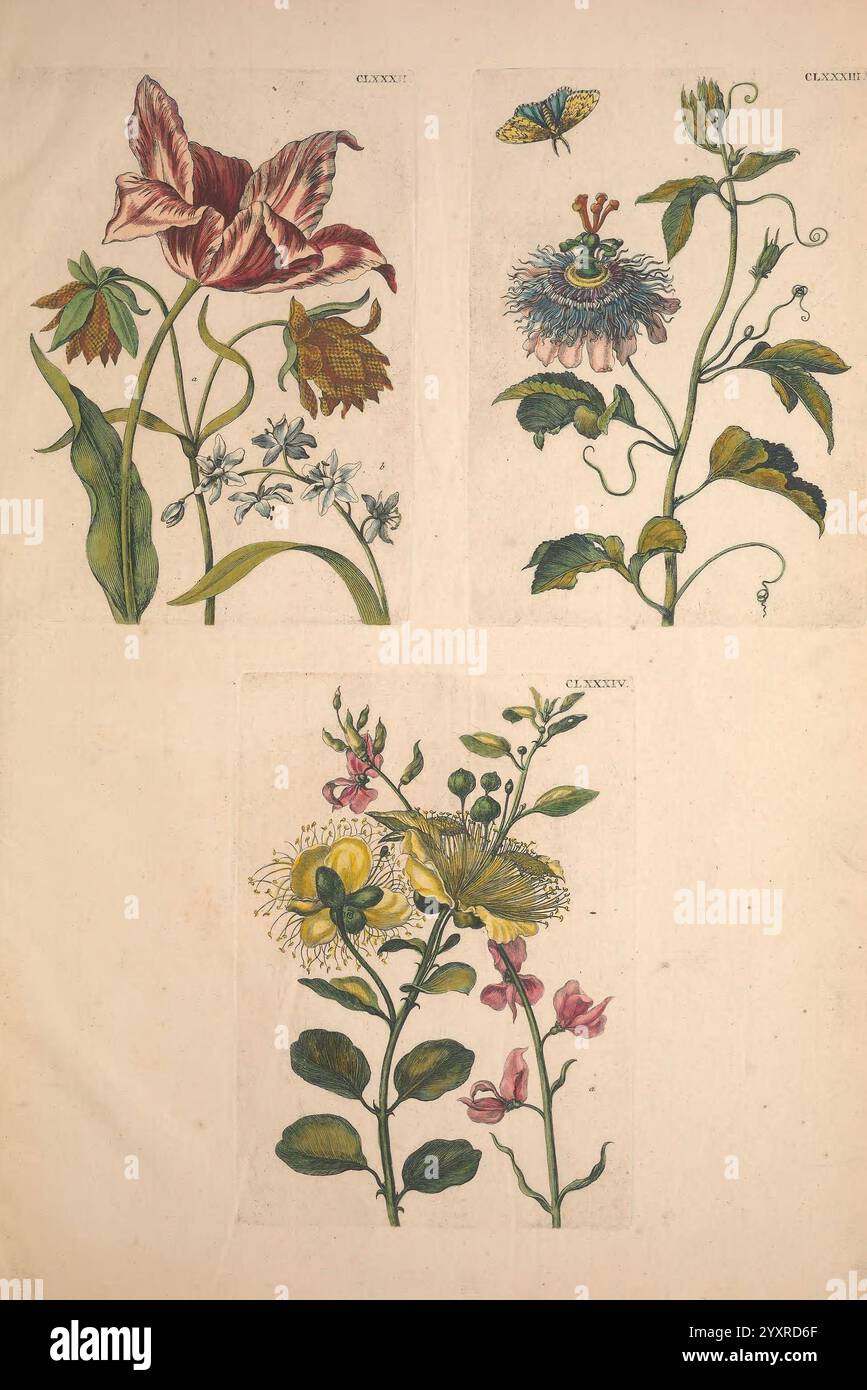 Pictorial works maria sibylla merian maria sibylla merian women hi-res ...