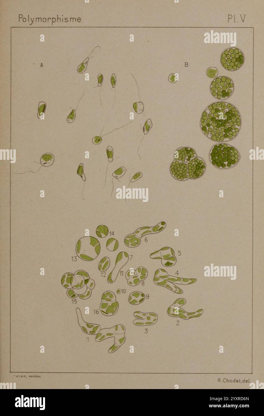 Micro organismic shapes hi-res stock photography and images - Alamy