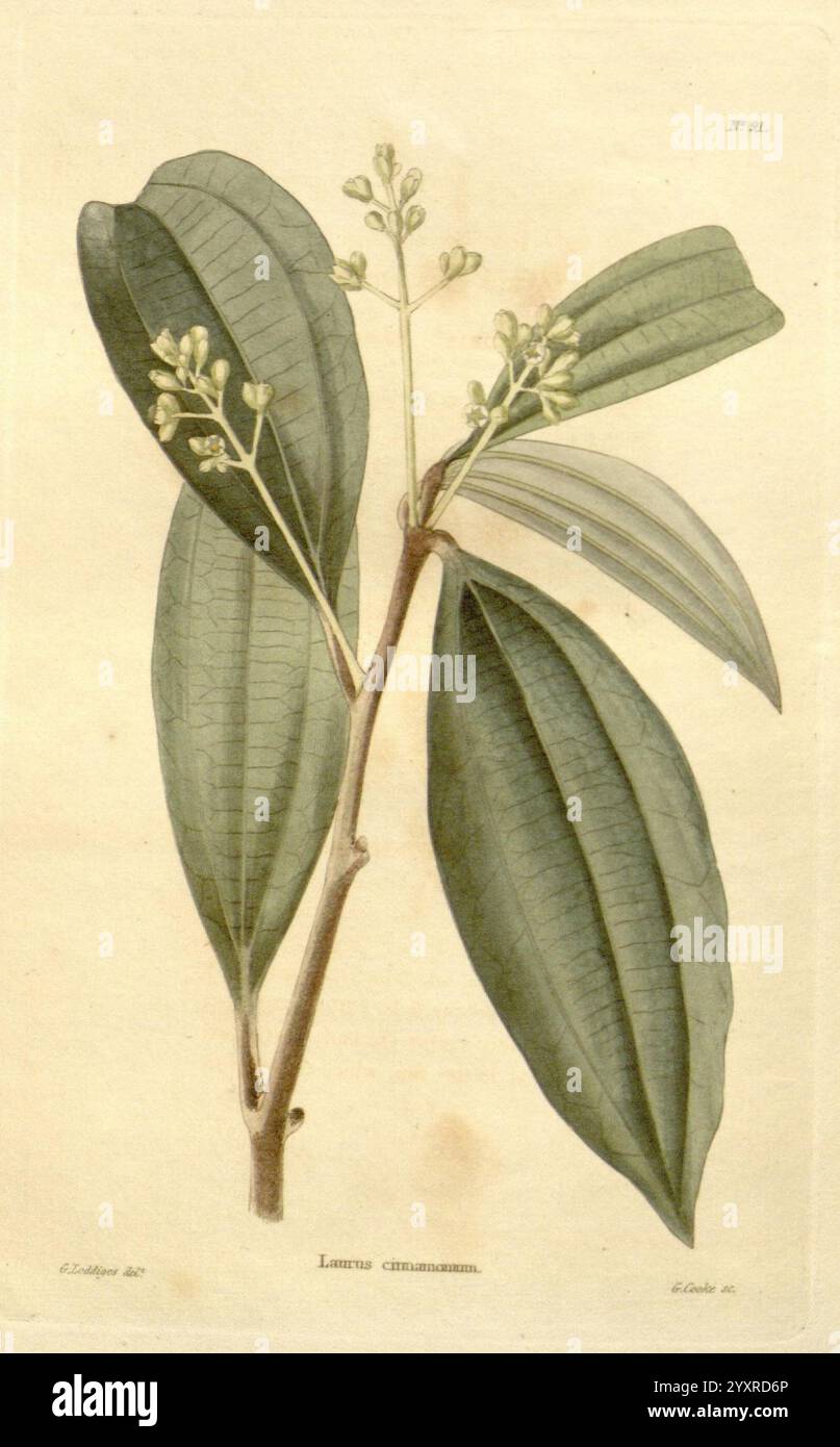 The, botanical, cabinet, London, John, and, Arthur, Arch, 1817-1833, A ...