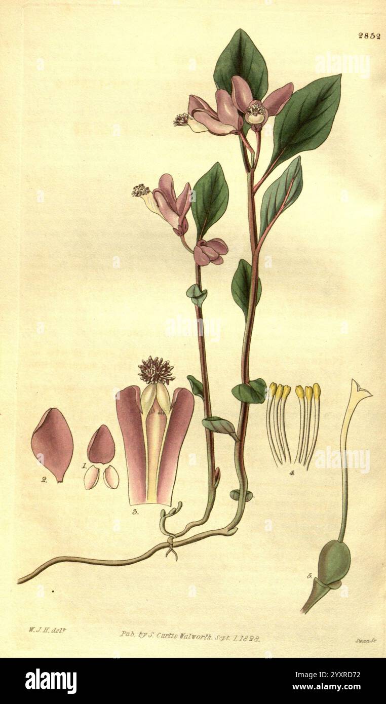 Plants ornamental curtis hi-res stock photography and images - Alamy