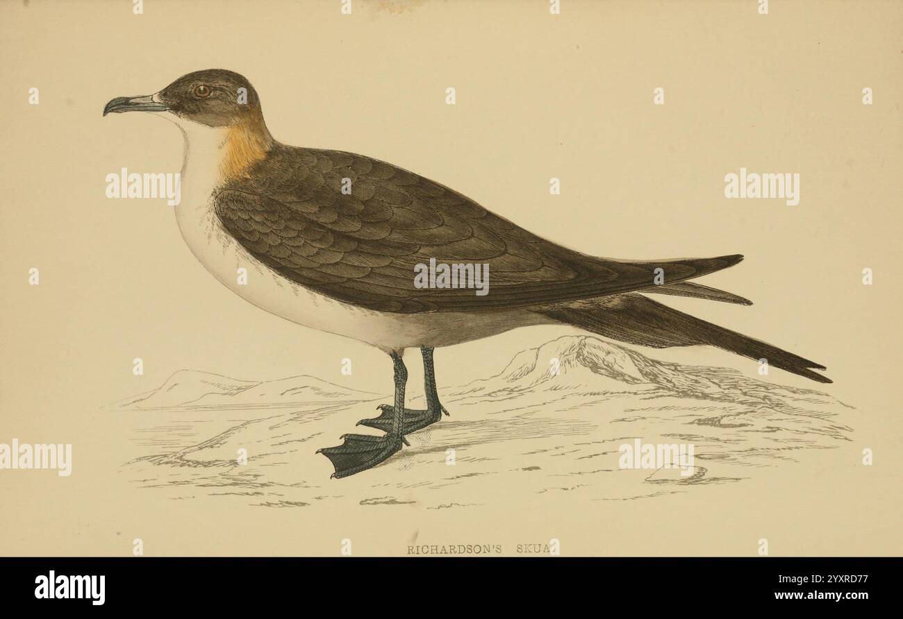 Distinctive light colored neck transitioning hi-res stock photography ...