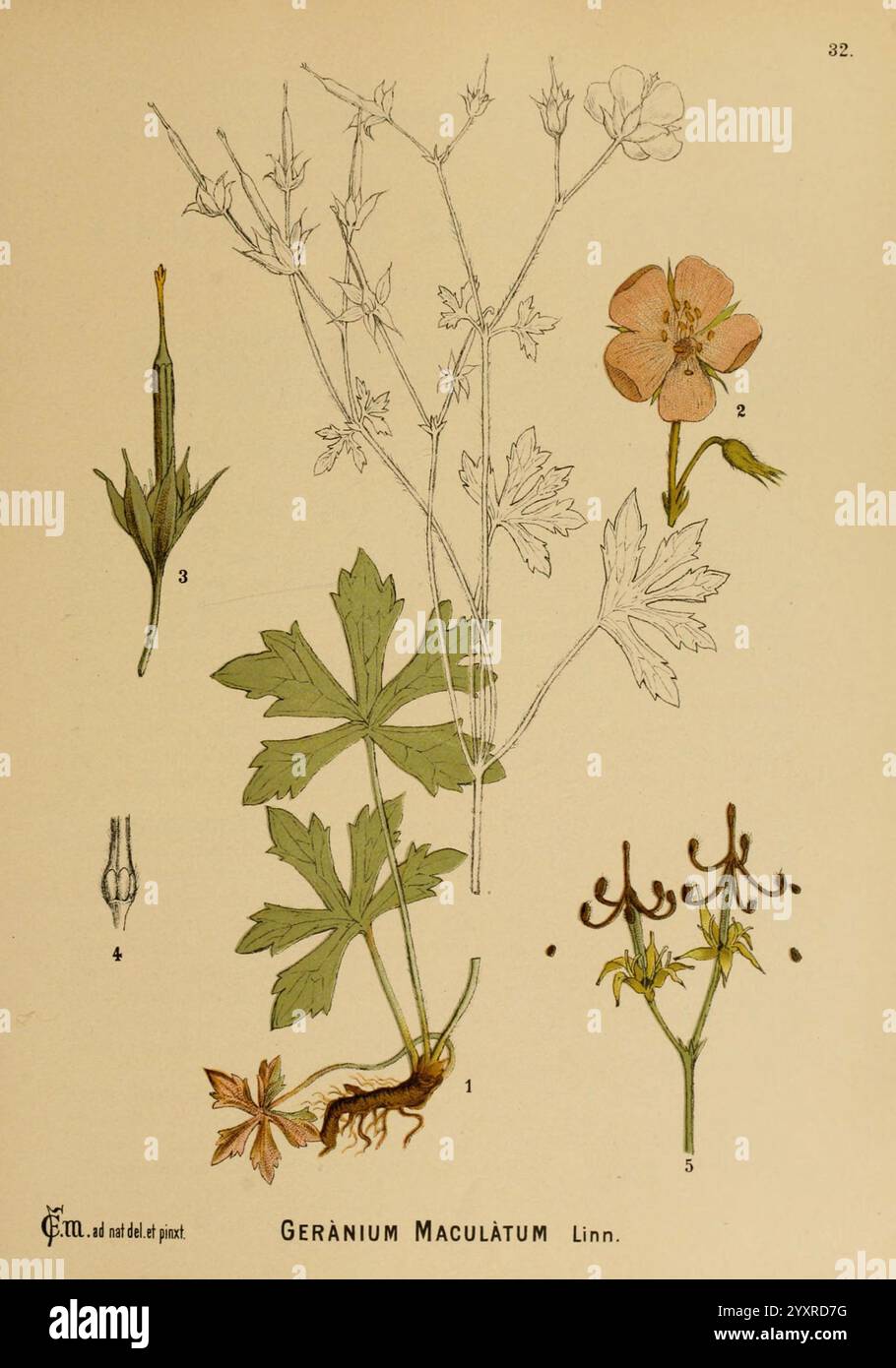 Characteristic lobed shape hi-res stock photography and images - Alamy