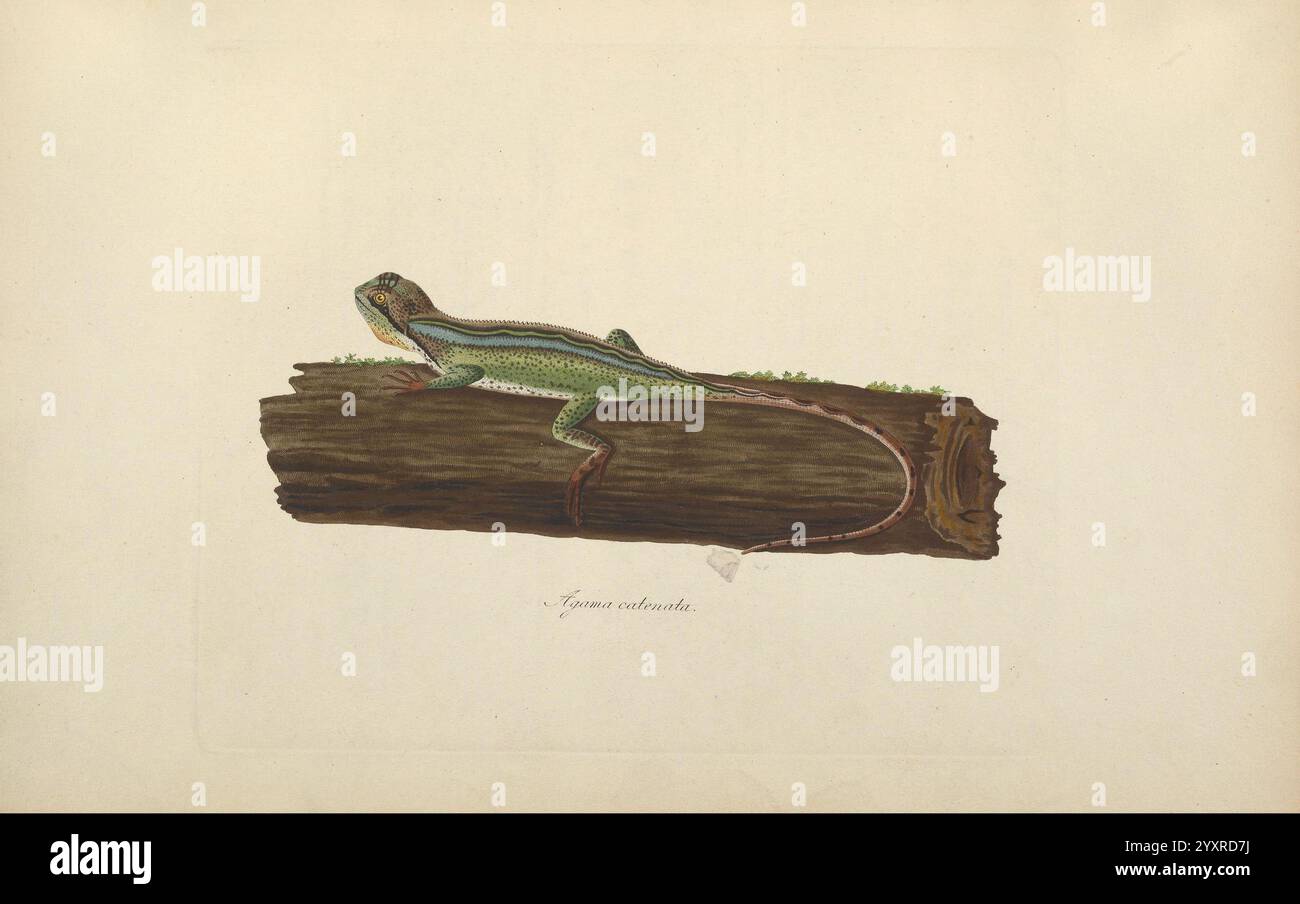 Elongated tail curls hi-res stock photography and images - Alamy