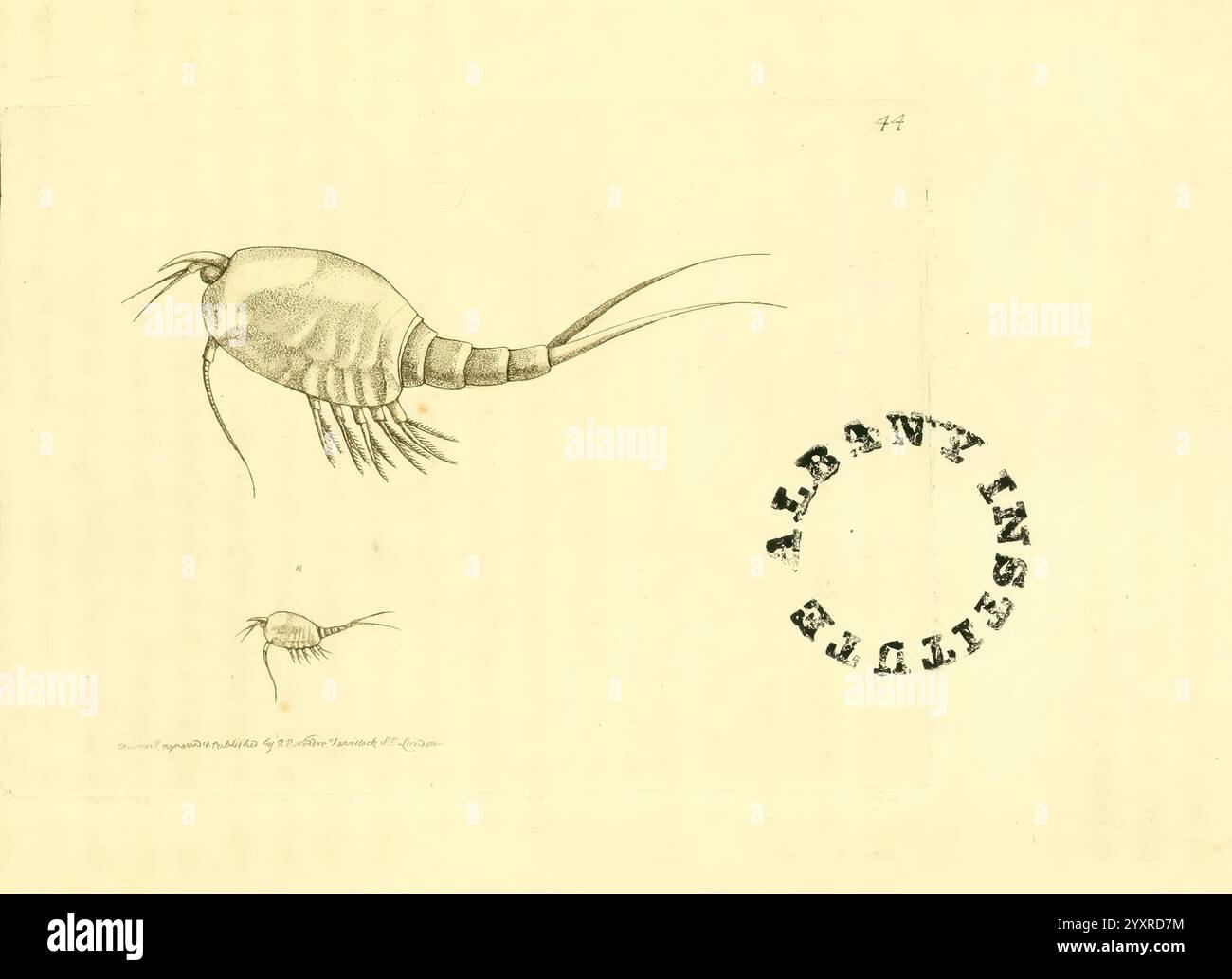 Illustration depicts two distinct aquatic creatures hi-res stock ...