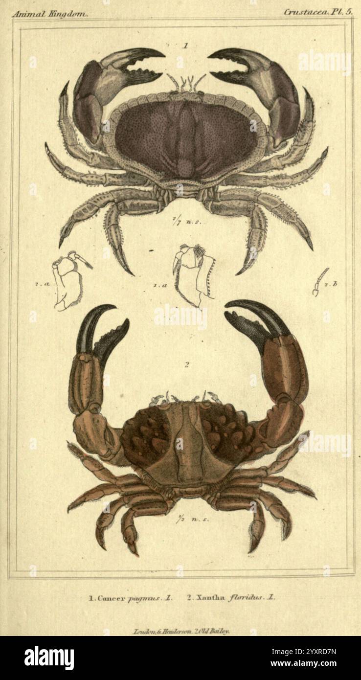 Two different crab species hi-res stock photography and images - Alamy