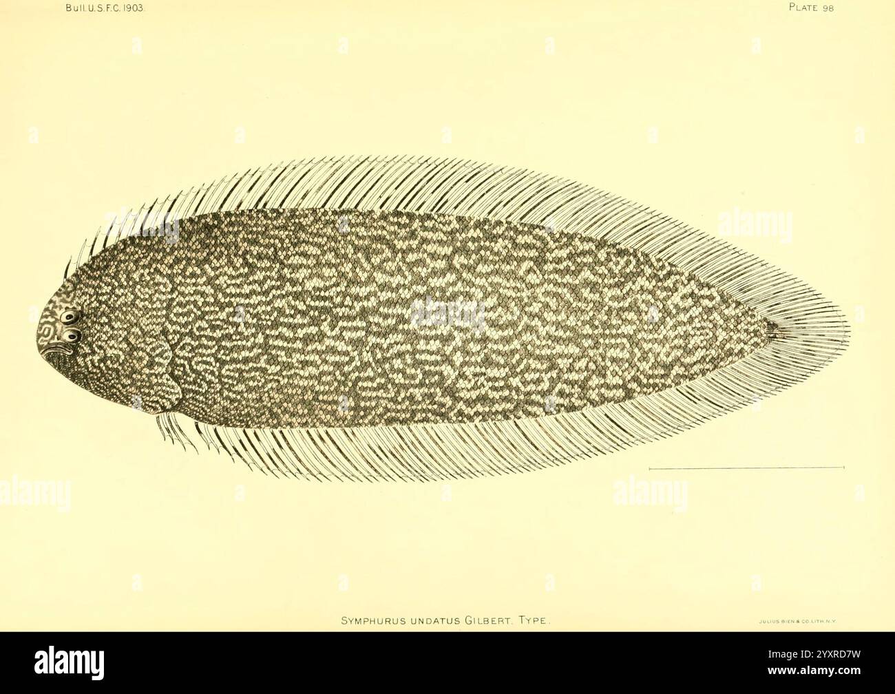 Species symphurus undatus hi-res stock photography and images - Alamy