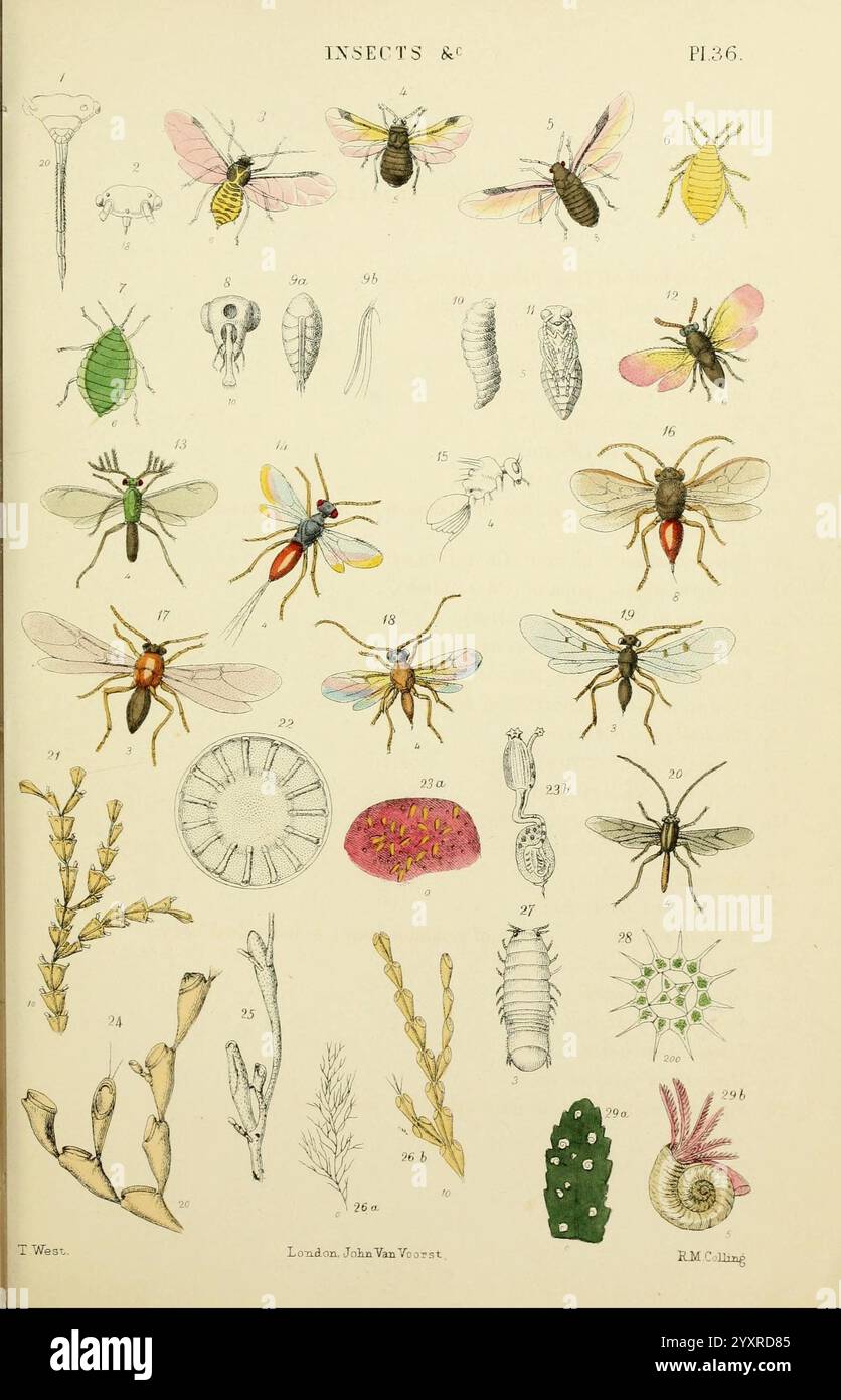 Alongside various plant hi-res stock photography and images - Alamy