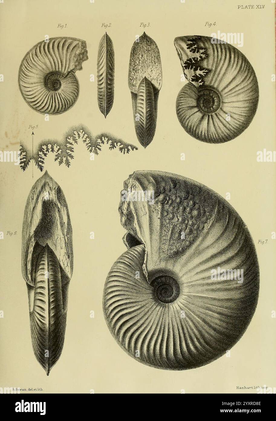 Spiraled nautilus shell showcases hi-res stock photography and images ...