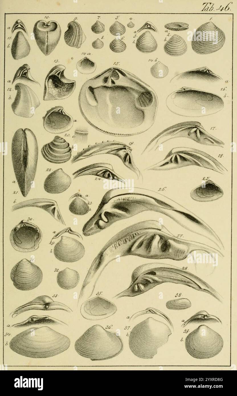 Remarkable bivalves hi-res stock photography and images - Alamy