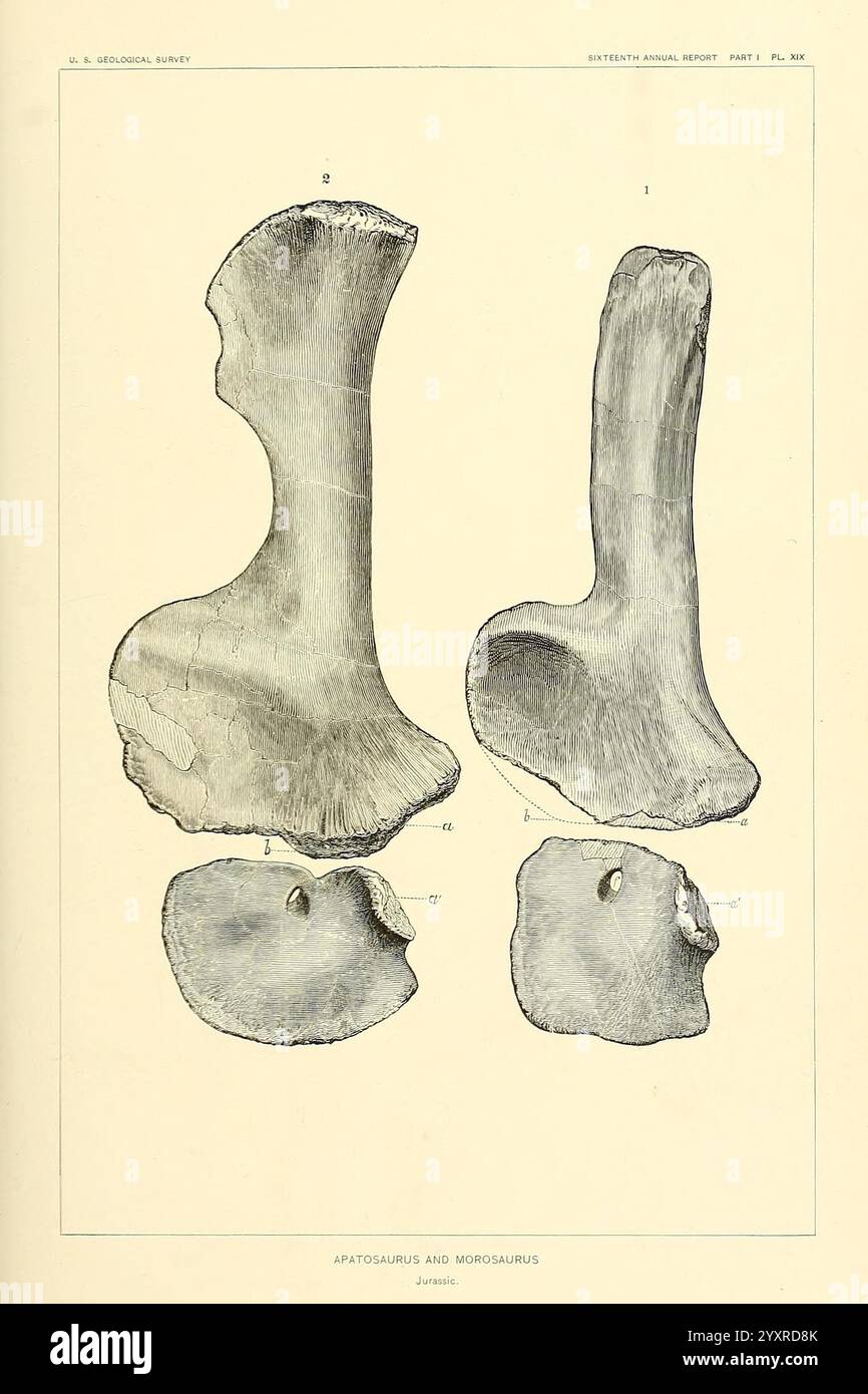 The dinosaurs of North America, Washington, Govt. Print, 1896 ...