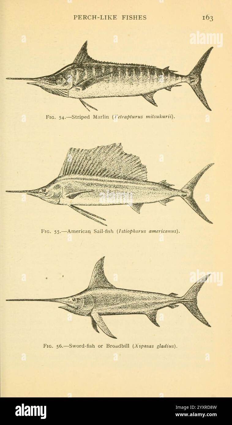 Field book of giant fishes, New York, G. P. 1949, whales, Woods Hole ...