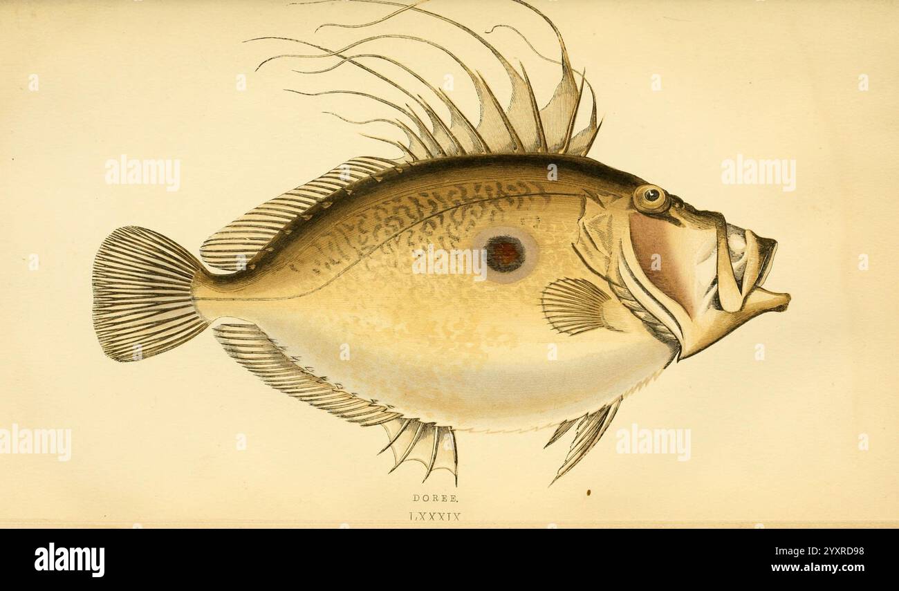 Fishs grace hi-res stock photography and images - Alamy