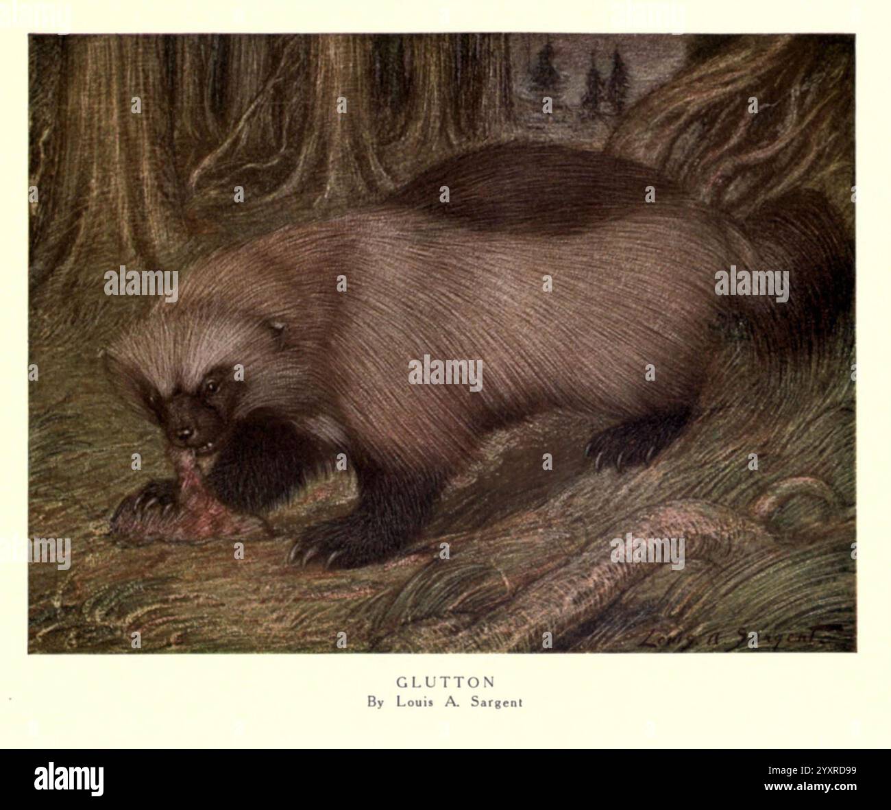 Creatures rich fur texture hi-res stock photography and images - Alamy