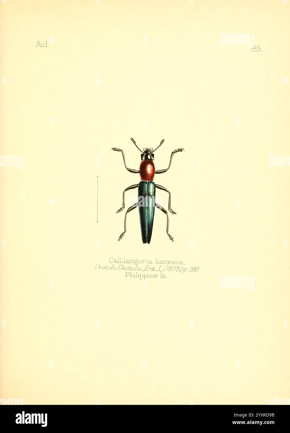 Dark red thorax hi-res stock photography and images - Alamy
