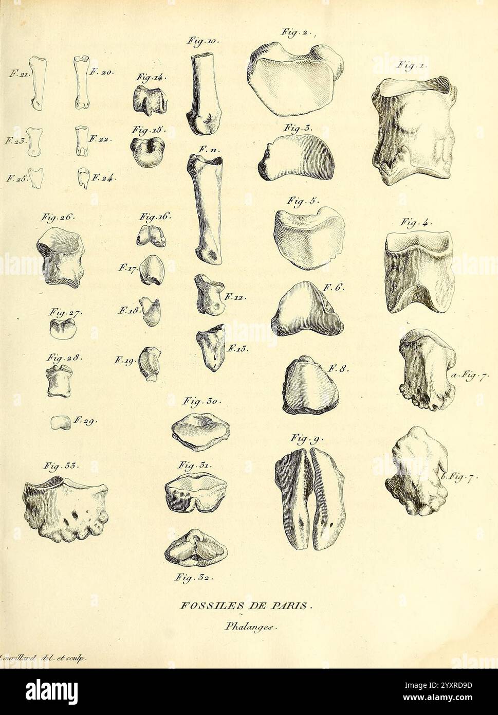 Different prehistoric organisms hi-res stock photography and images - Alamy