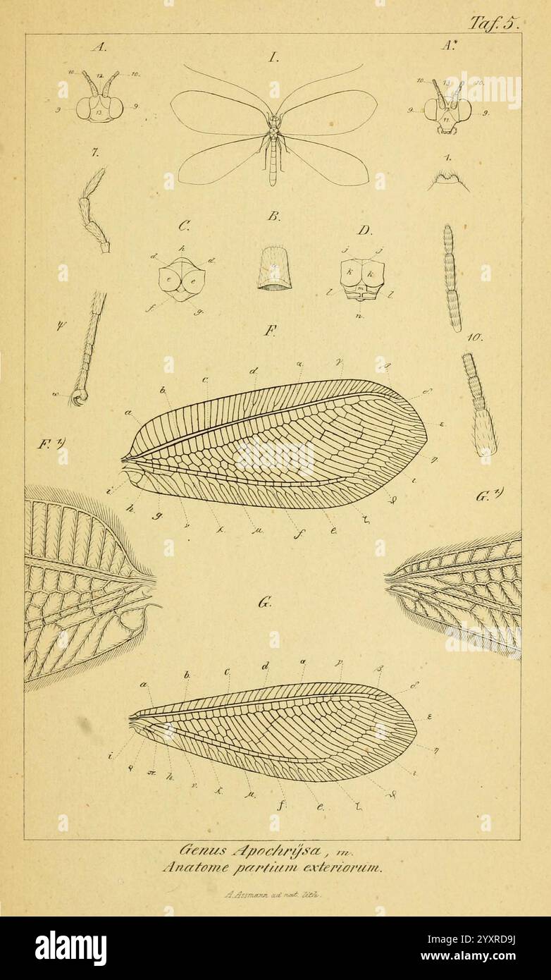 Symbolae ad monographiam generis Chrysopae, Leach. Vratislaviae, apud ...