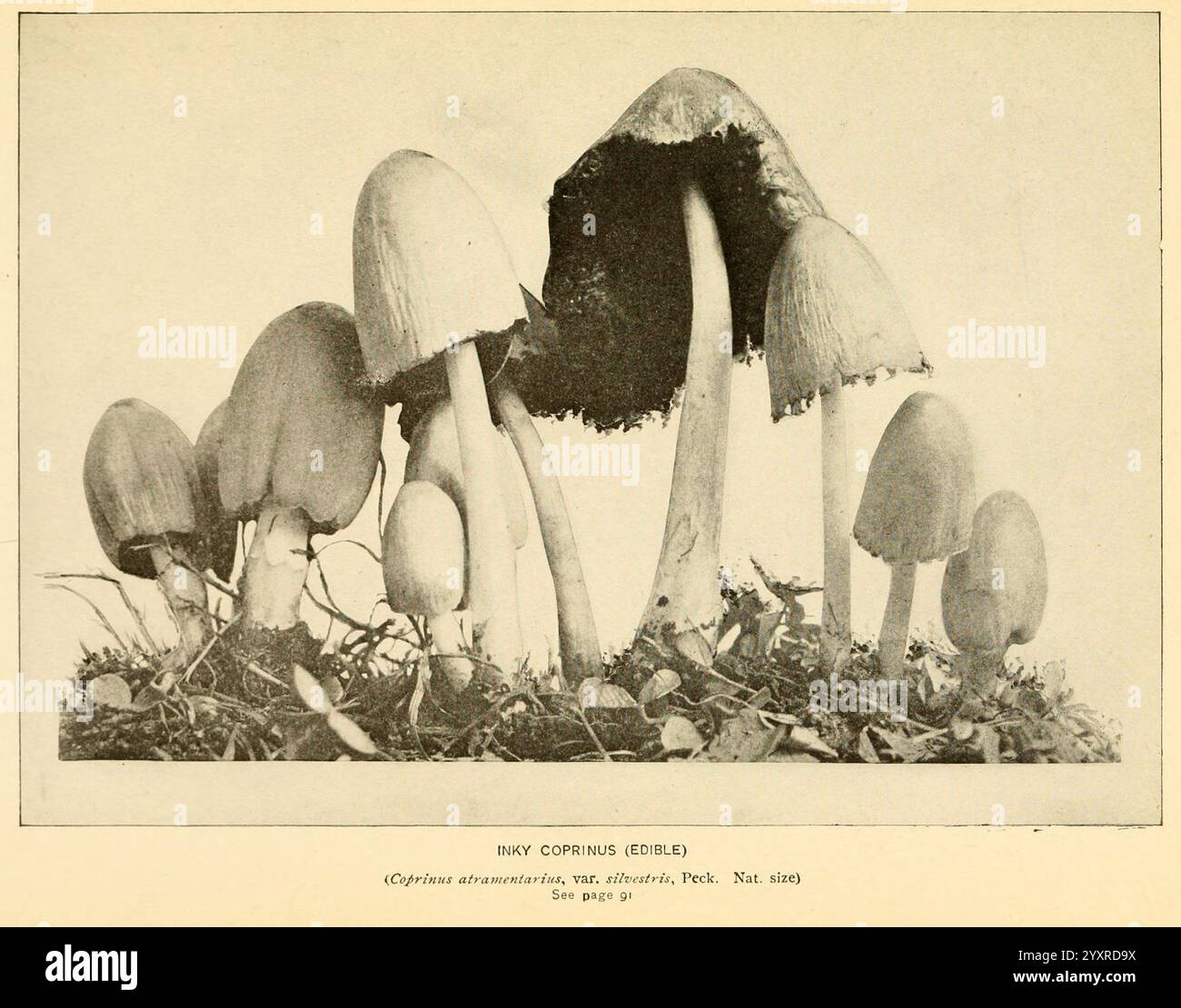 The mushroom book Garden City, N.Y,1920, mushrooms, fungi, edible, The ...
