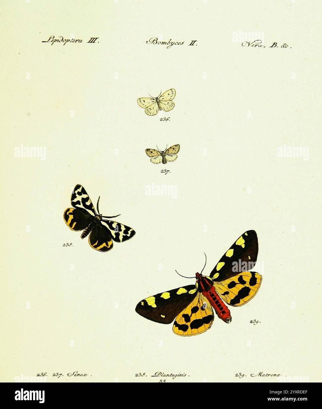 Subtle markings hinting hi-res stock photography and images - Alamy