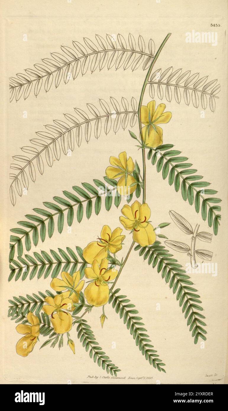 Featuring detailed line drawings hi-res stock photography and images ...