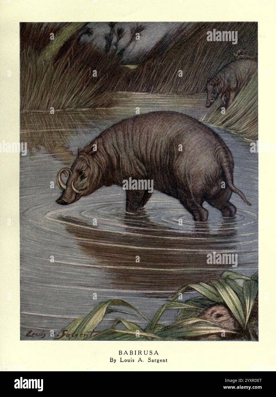 Babirusa stands hi-res stock photography and images - Alamy