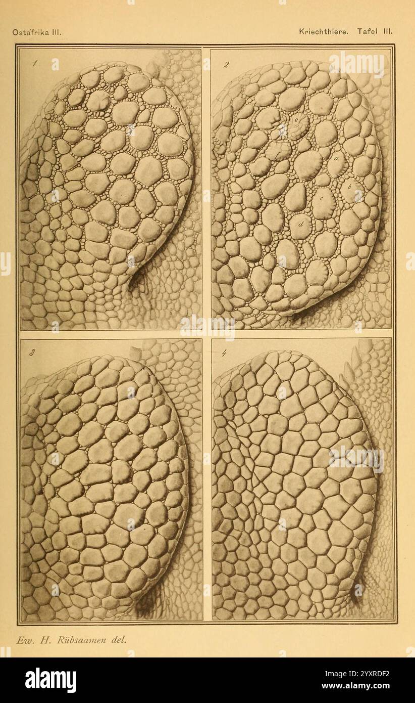 Understanding reptilian anatomy hi-res stock photography and images - Alamy