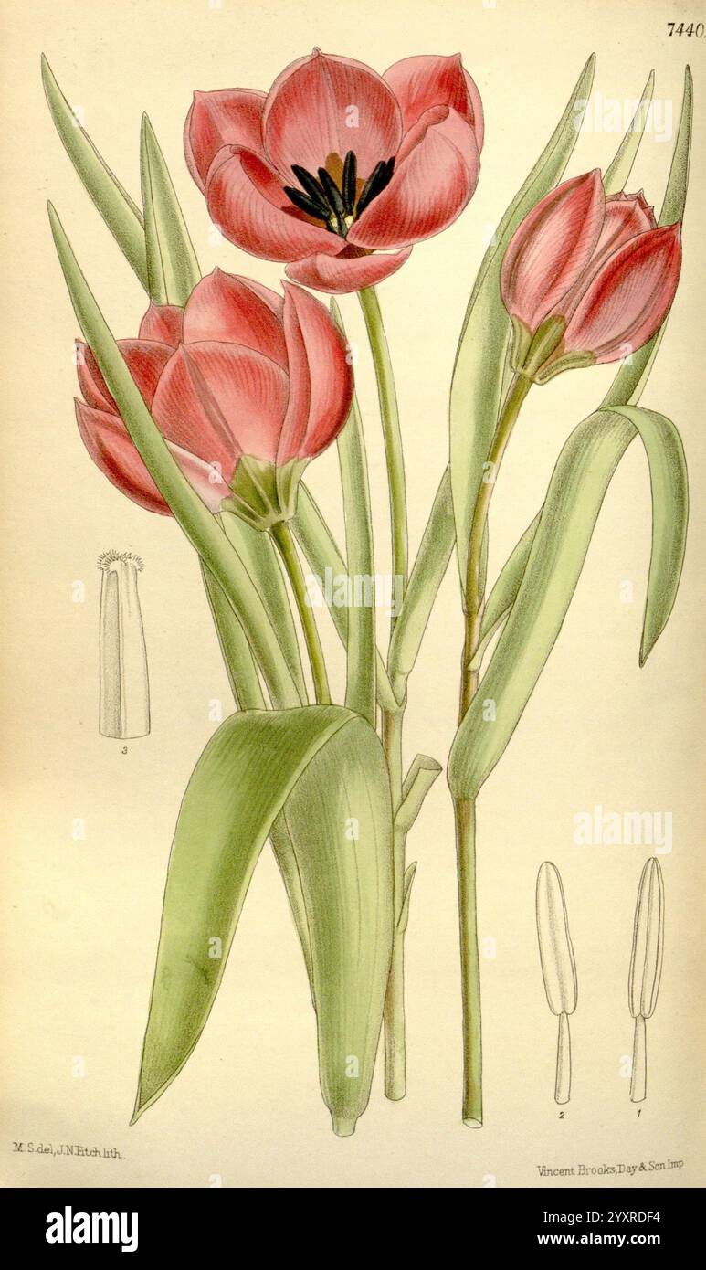 Curtis's botanical magazine London New York Botanical illustration ...